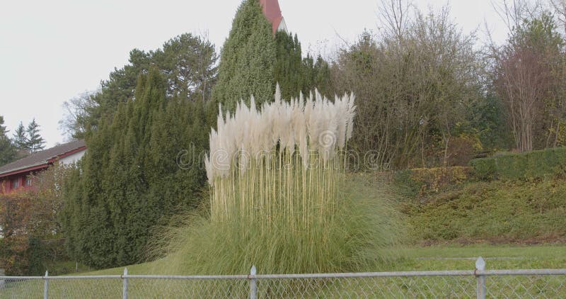 Grass Blowing on the Wind. Green Plants are Moving from Wind Stock ...