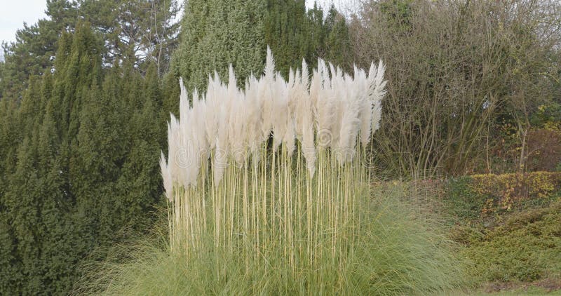 Grass Blowing on the Wind. Green Plants are Moving from Wind Stock ...
