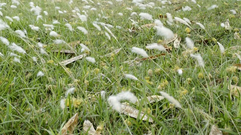 Grass blowing in the wind stock footage. Video of head - 41988704