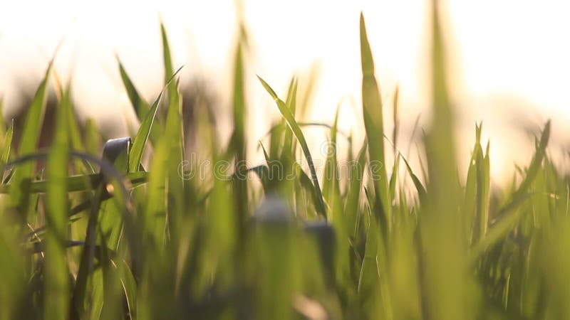 Grass Blowing in the Evening Wind Indicates that Night is Coming Stock ...