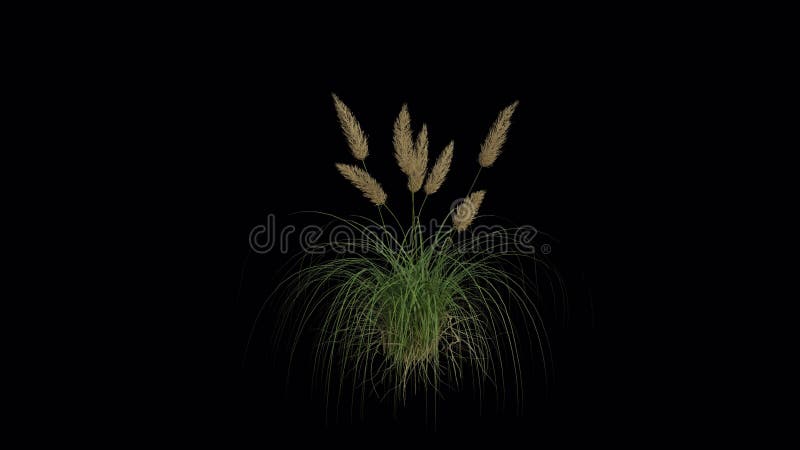 Grass Blowing in the Wind. Wind Blows the Lawn. Animated Meadow. Alpha ...