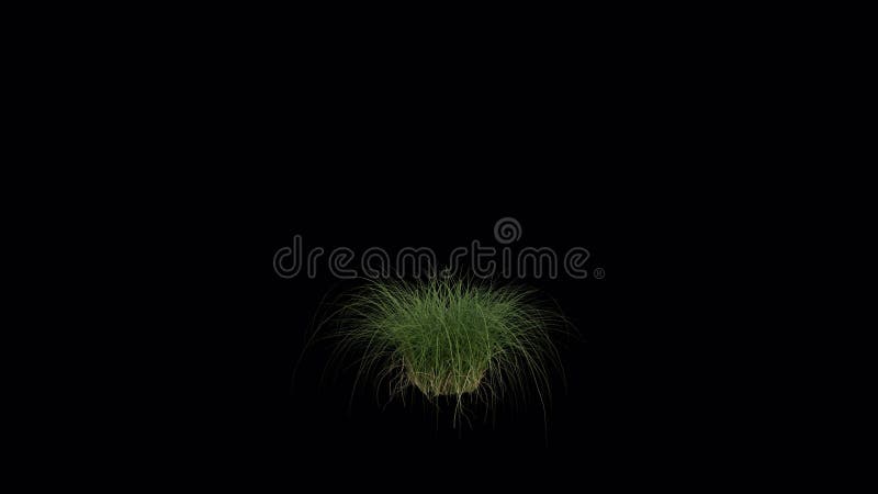 Grass Blowing in the Wind. Wind Blows the Lawn. Animated Meadow. Alpha ...