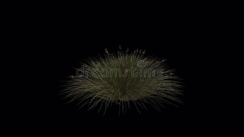 Grass Blowing in the Wind. Wind Blows the Lawn. Animated Meadow. Alpha ...