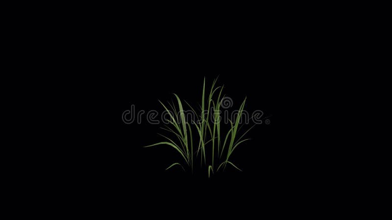 Grass Blowing in the Wind. Wind Blows the Lawn. Animated Meadow. Alpha ...