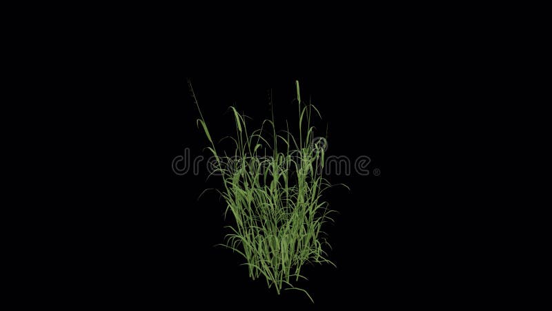 Grass Blowing in the Wind. Wind Blows the Lawn. Animated Meadow. Alpha ...