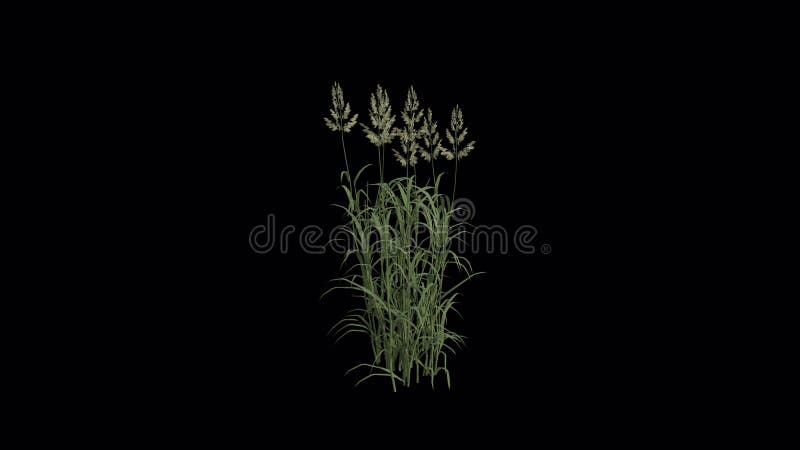 Grass Blowing in the Wind. Wind Blows the Lawn. Animated Meadow. Alpha ...