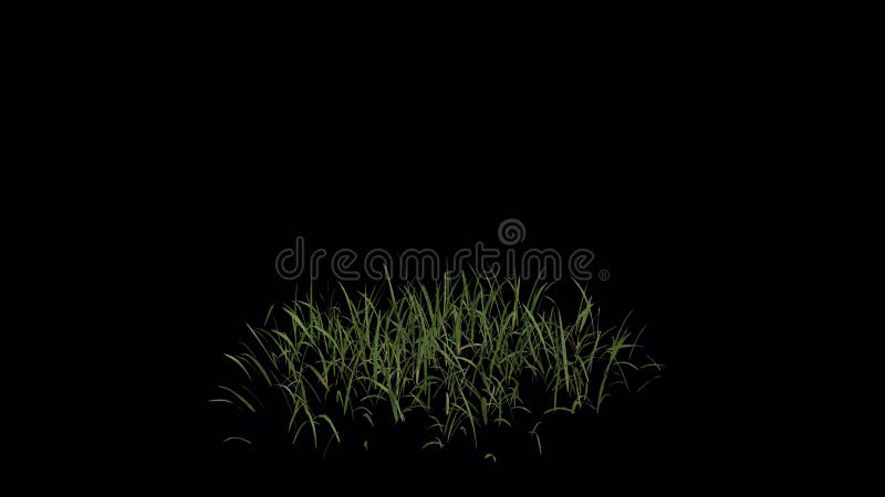 Grass Blowing in the Wind. Wind Blows the Lawn. Animated Meadow. Alpha ...