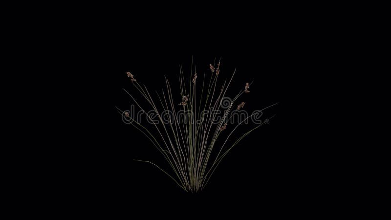 Grass Blowing in the Wind. Wind Blows the Lawn. Animated Meadow. Alpha ...