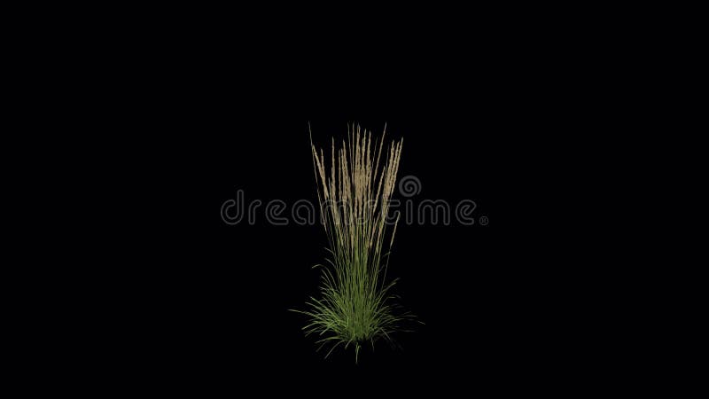 Grass Blowing in the Wind. Wind Blows the Lawn. Animated Meadow. Alpha ...