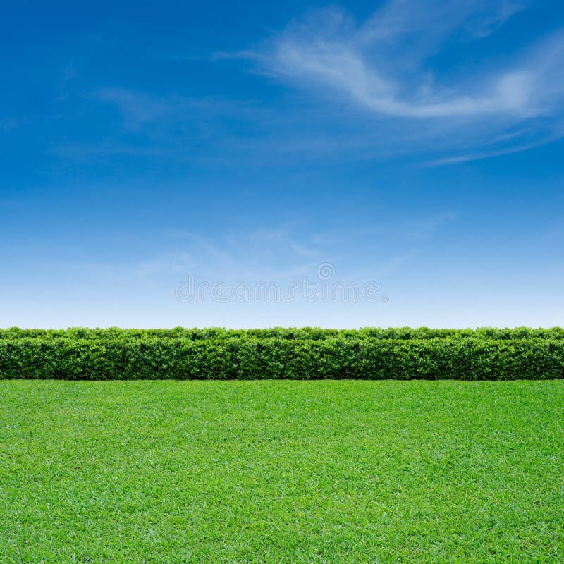 Grass and blue sky stock image. Image of hedge, garden - 18026315