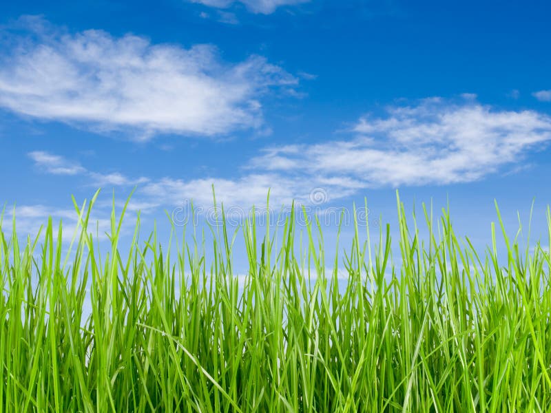 Green grass and blue sky stock image. Image of green, natural - 5028159