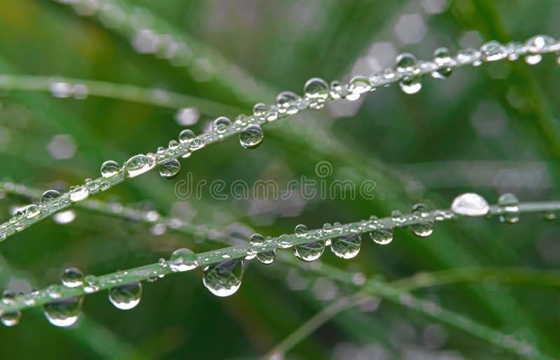 Grass Blurred Background Dew Drops Center Frame Stock Photos - Free ...