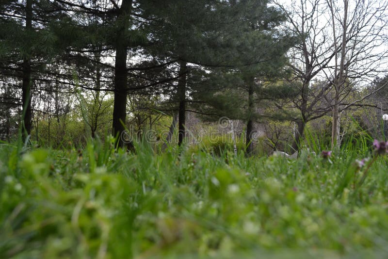 Spring time in city park stock image. Image of spring - 107375687