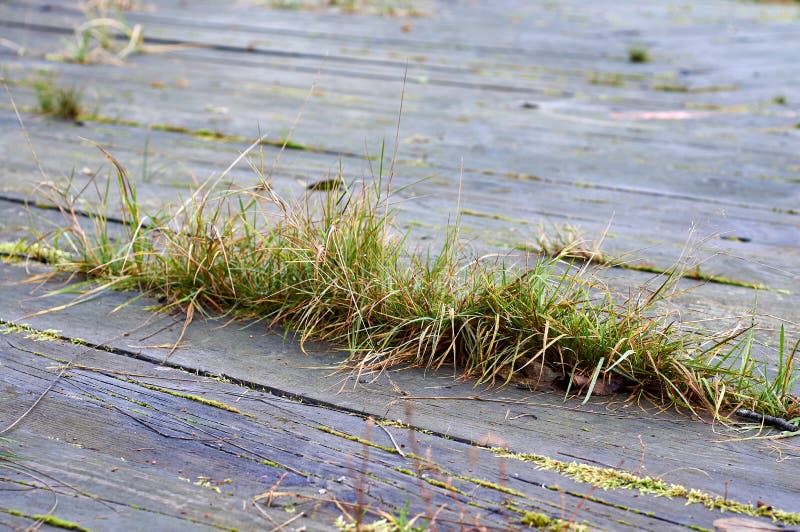 Grass between boards stock image. Image of beautiful - 103680381