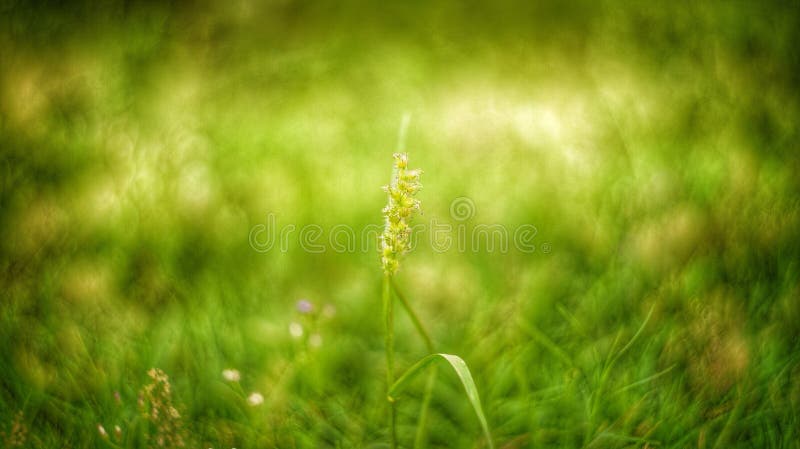 Grass Bokeh editorial photo. Image of meadow, spring - 66865196