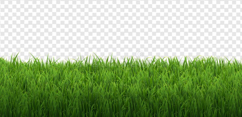 Grass Border Isolated Transparent Background Stock Vector ...