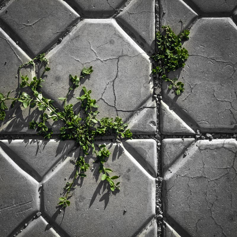 The Grass is Breaking through Stock Photo - Image of concrete, hope ...