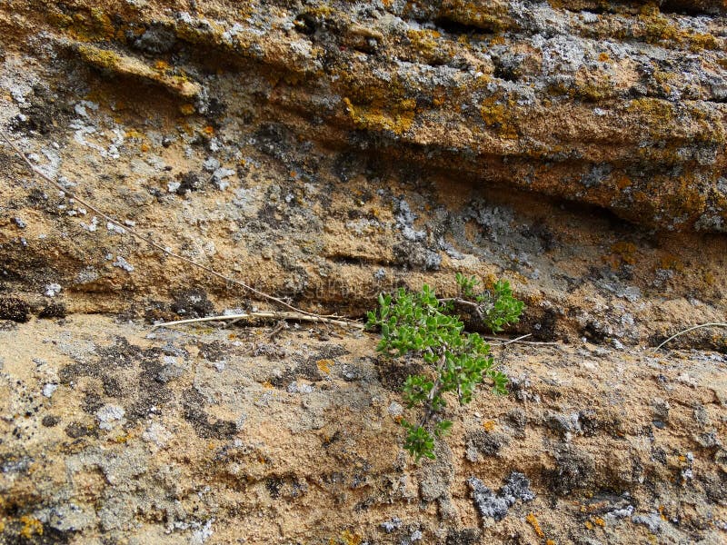 Life Breaks Even on the Rocks Stock Photo - Image of nature, abstract ...