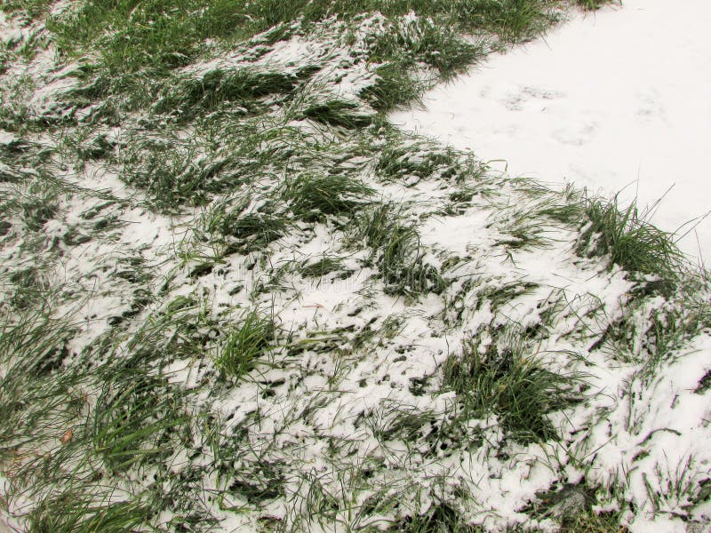 The Grass Breaks through the Snow. Stock Image - Image of meadows, thow ...