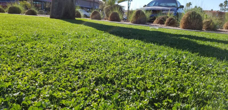 Grass stock image. Image of shadows, green, breathtaking - 151349657