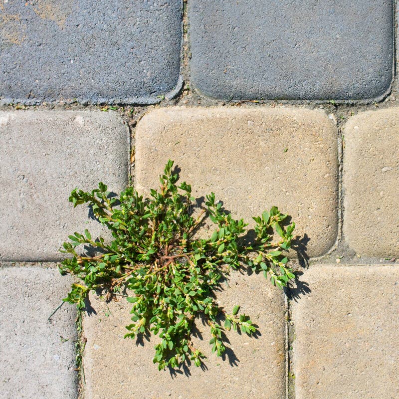 Grass and brick stock image. Image of architecture, masonry - 33365317