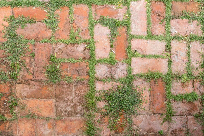 Grass between bricks stock image. Image of granite, architecture - 56740639