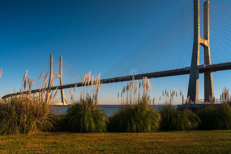 Grass and a Bridge in a River Stock Image - Image of stayed, steel ...