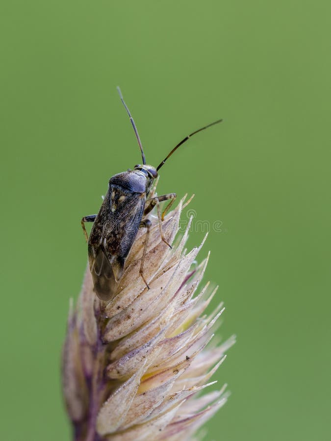 Grass bug stock image. Image of brown, garden, bent - 104661941