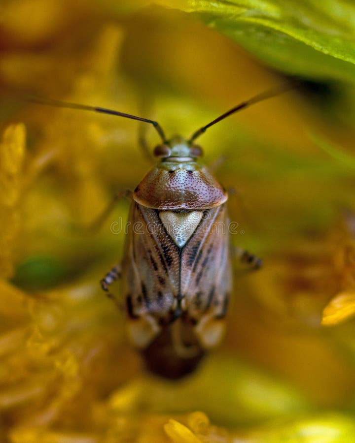 Grass Bug, Miridae Lygus Pratensis Stock Photo - Image of long, flower ...