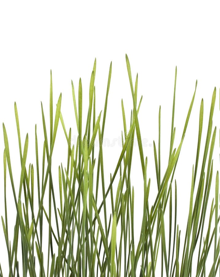 Grass with roots. stock photo. Image of plant, seedling - 91583198