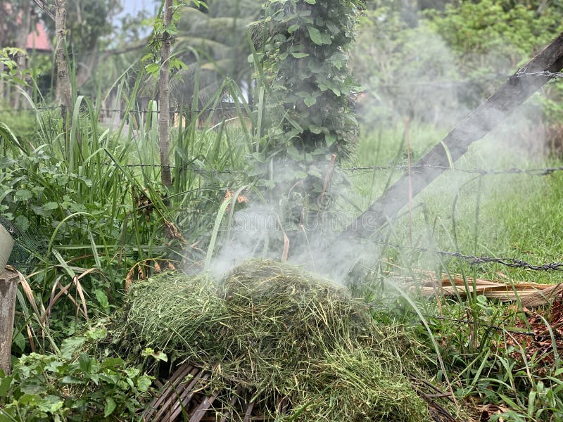 Grass burning stock image. Image of produce, burned - 277193655