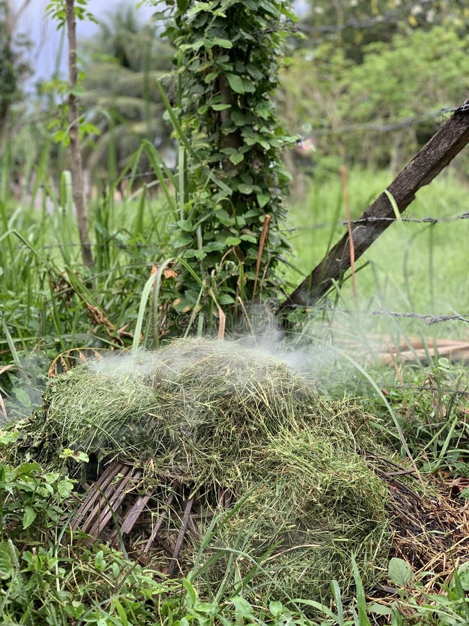 Grass burning stock image. Image of burned, produce - 277185347