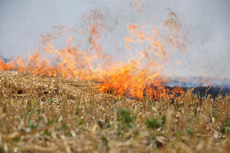 The grass burns stock image. Image of damage, heat, disaster - 127218467