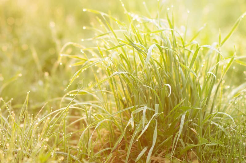 Grass bush stock image. Image of nature, bush, background - 42998389