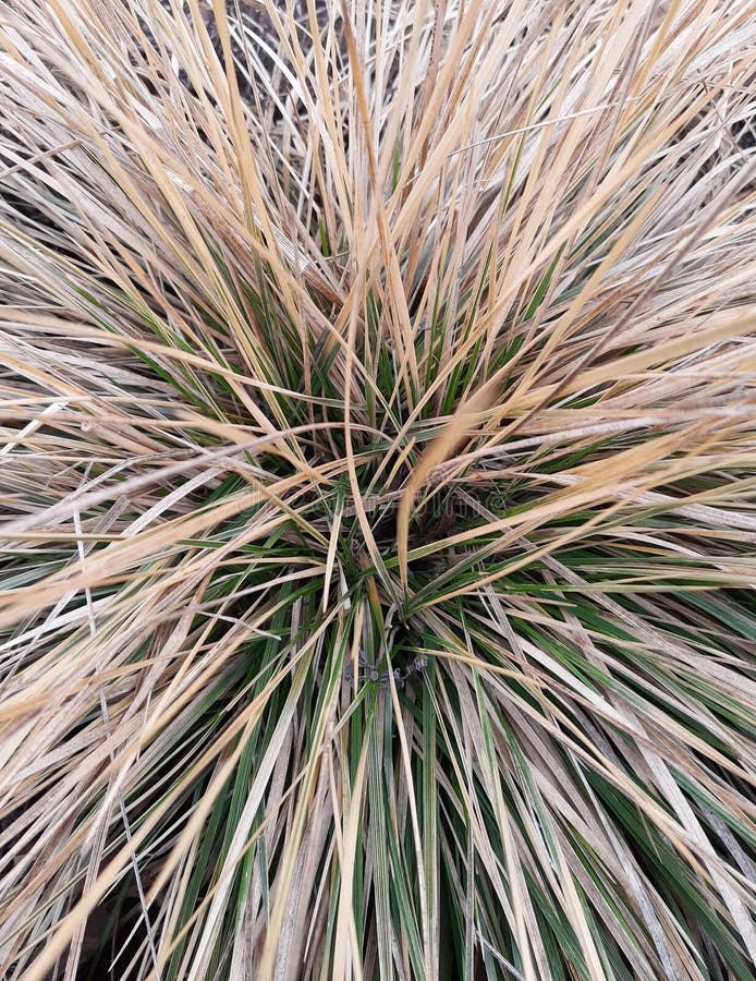 Grass bush stock photo. Image of bush, color, nature - 213573688