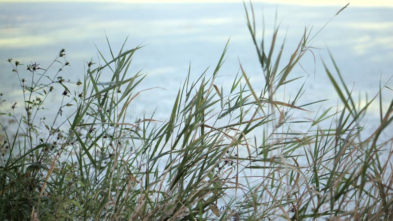 Grass bush on the pond stock image. Image of ideas, green - 293527447