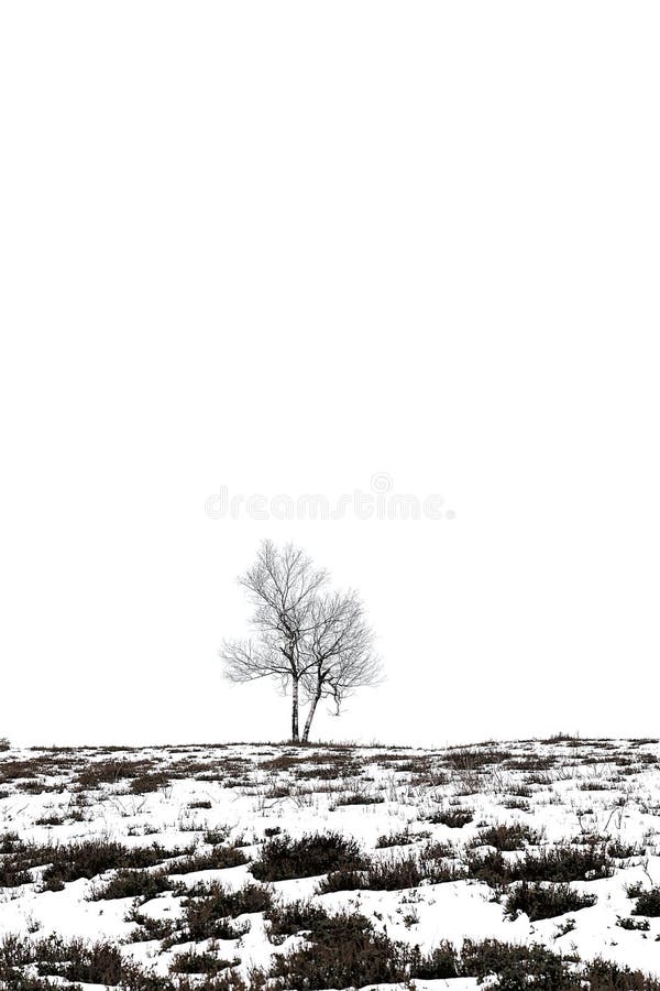 Grass and Bushes with a Distant Tree on a Snowy Hill Stock Photo ...