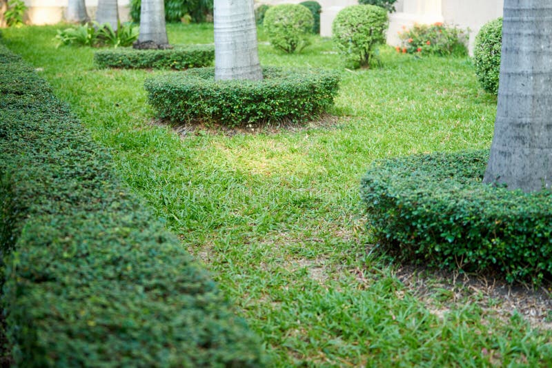 Grass and Bushes Round Tree Roots in Garden ,day Time Stock Photo ...