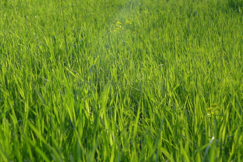 Grass stock photo. Image of calm, mood, spring, green - 53847230