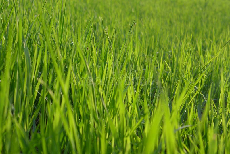 Grass stock image. Image of wheatgrass, spring, prairie - 53847295