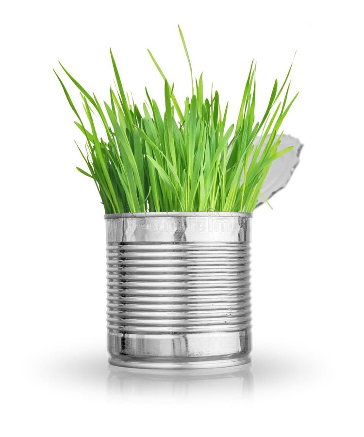 Grass in can stock photo. Image of green, wheat, white - 40110182