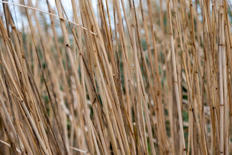 Grass/canes stock image. Image of winter, morning, diferential - 242897359