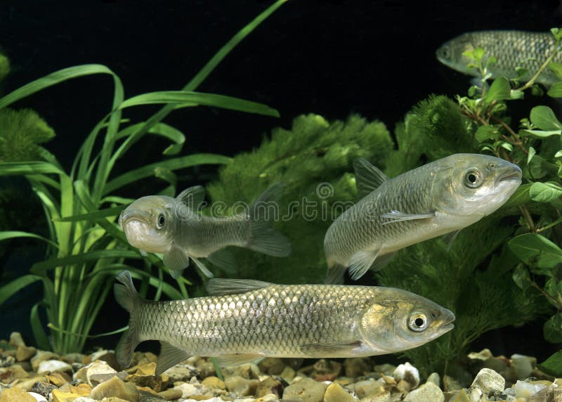 Grass Carp, Ctenopharyngodon Idella, Albino Fish Stock Image - Image of ...