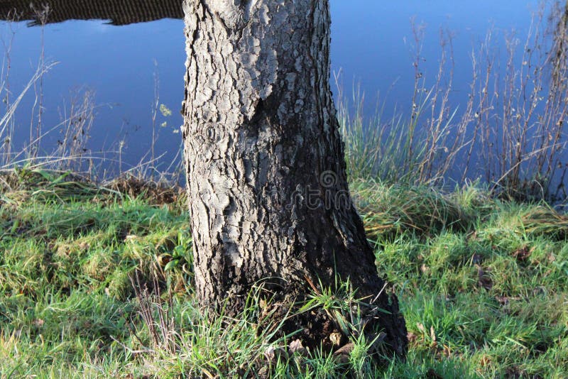 Grass, channel and tree stock image. Image of trees, black - 78834041