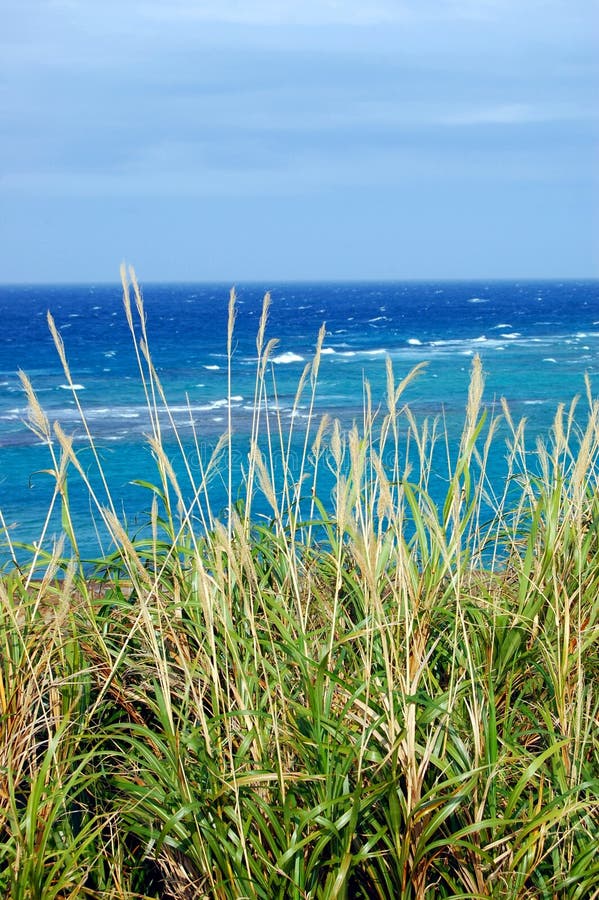 Grass on a Cliff stock photo. Image of asia, whitecaps - 13288998