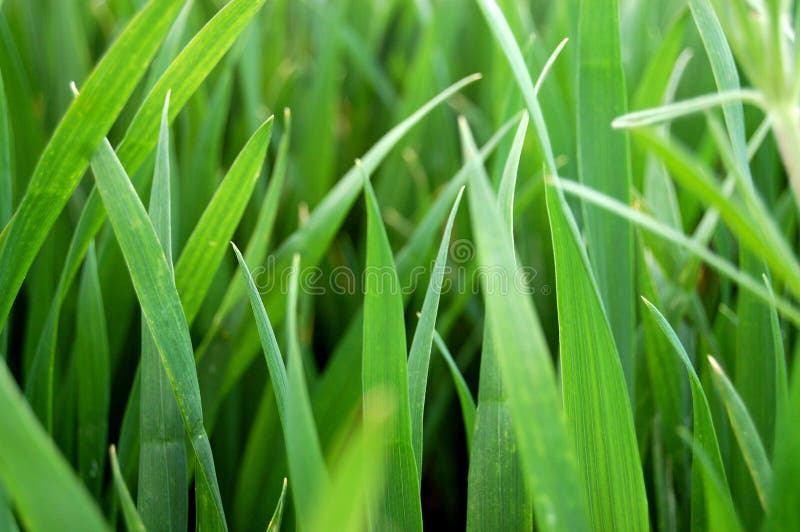 Grass close up stock photo. Image of nature, background - 746786