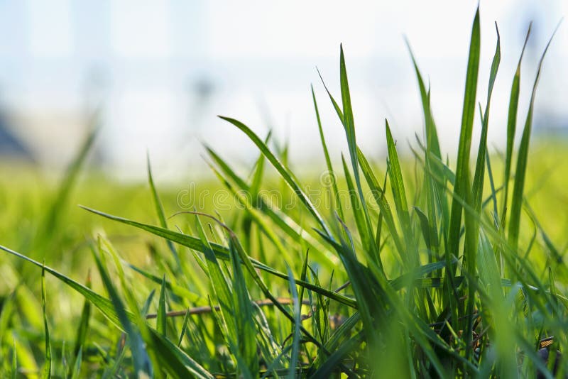 Grass close-up macro color stock photo. Image of design - 178381570