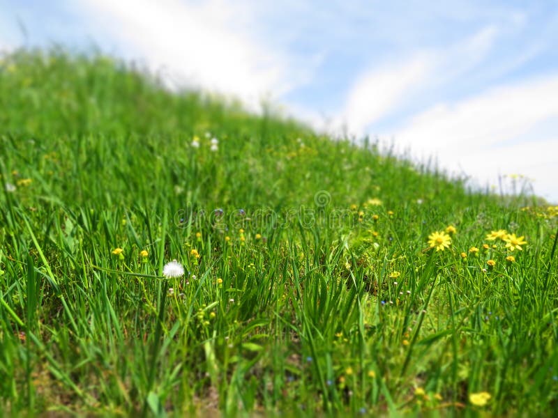 Grass Close Up Spring Meadow Stock Photo - Image of decorative, blur ...