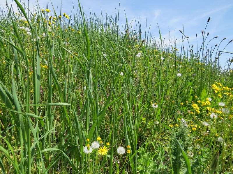 Hill in spring meadow stock photo. Image of blurred - 146920726