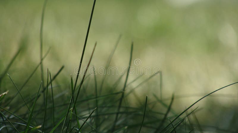 Grass Closeup Picture. Image: 83078218